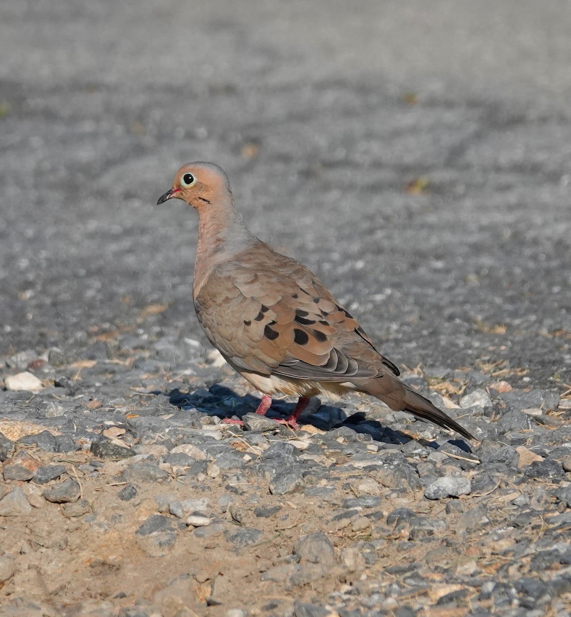 eBird Checklist - 4 Sep 2024 - Angora Fruit Farm - 51 species