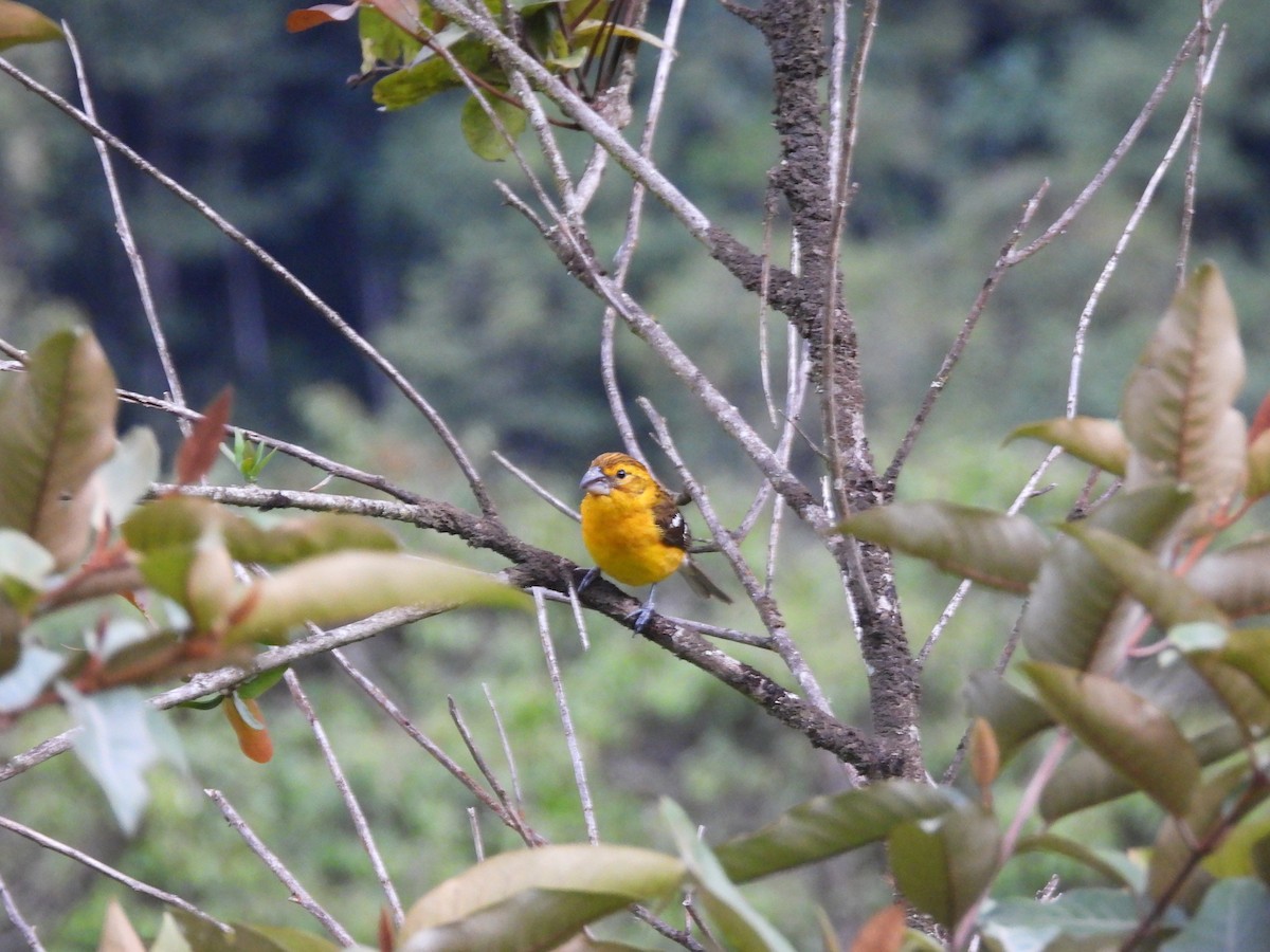 ML623344273 - Golden Grosbeak - Macaulay Library