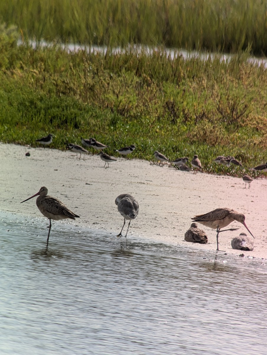 eBird Checklist - 5 Sep 2024 - Big Talbot Island SP--Spoonbill Pond ...