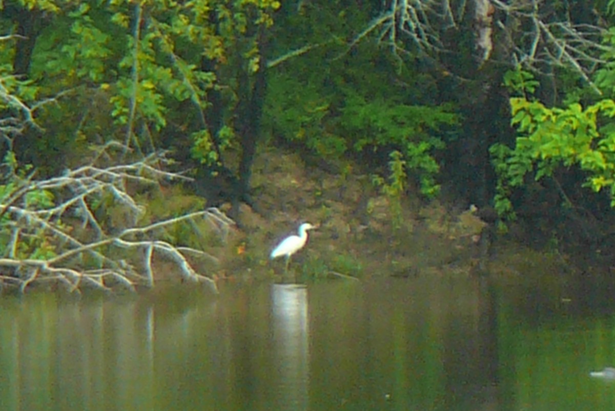 eBird Checklist - 5 Sep 2024 - Pearl River WMA--Honey Island Swamp - 18 ...