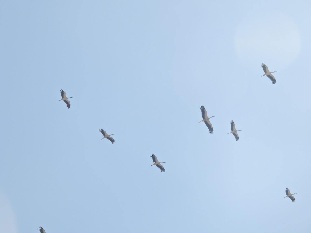 Israel Breeding Bird Atlas Checklist - 5 Sep 2024 - Ma'ale Adumim ...