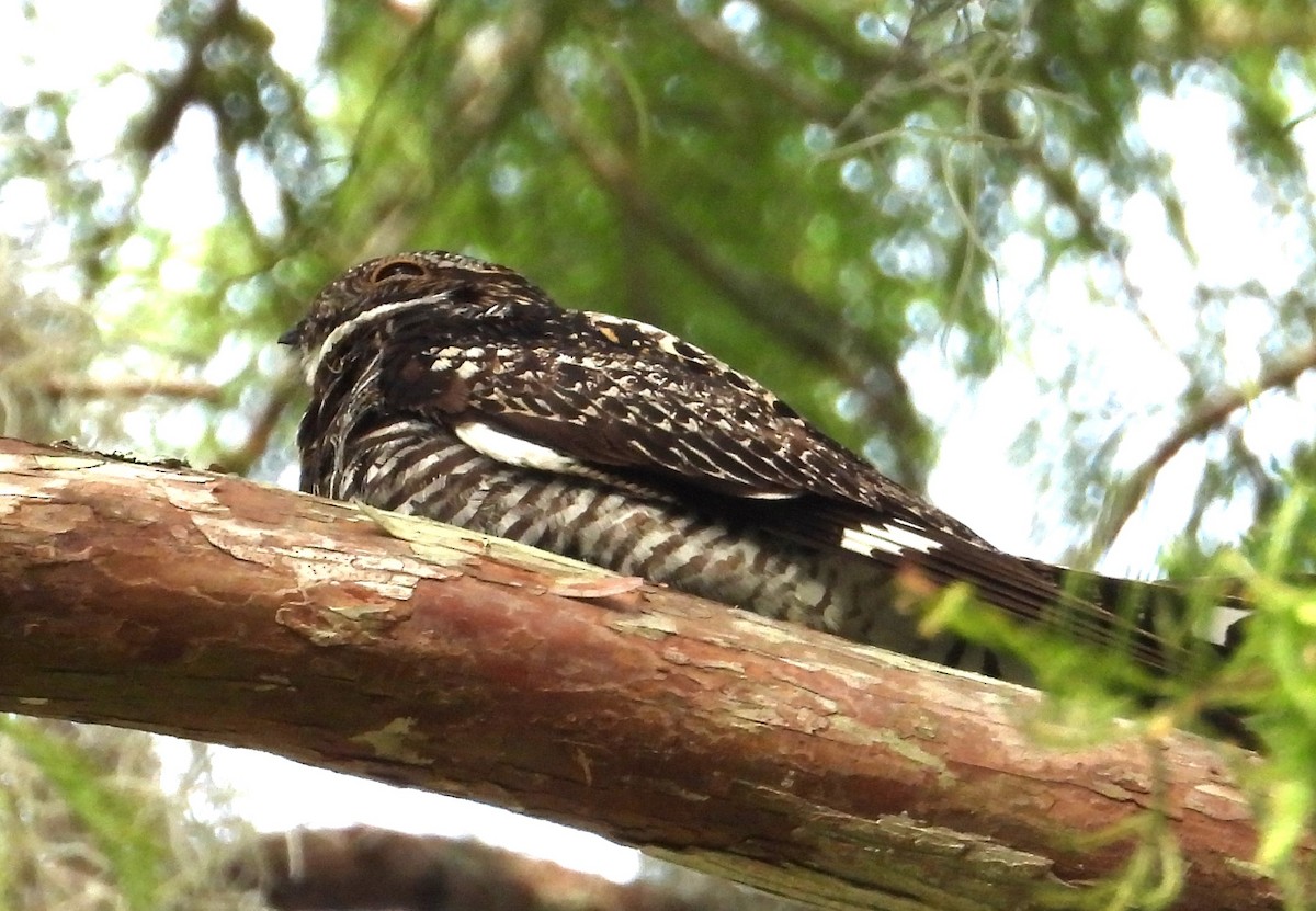 eBird Checklist - 5 Sep 2024 - Loxahatchee NWR - 27 species
