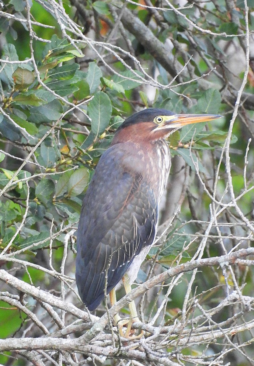 eBird Checklist - 28 Aug 2024 - Frank Melville Memorial Park, East ...