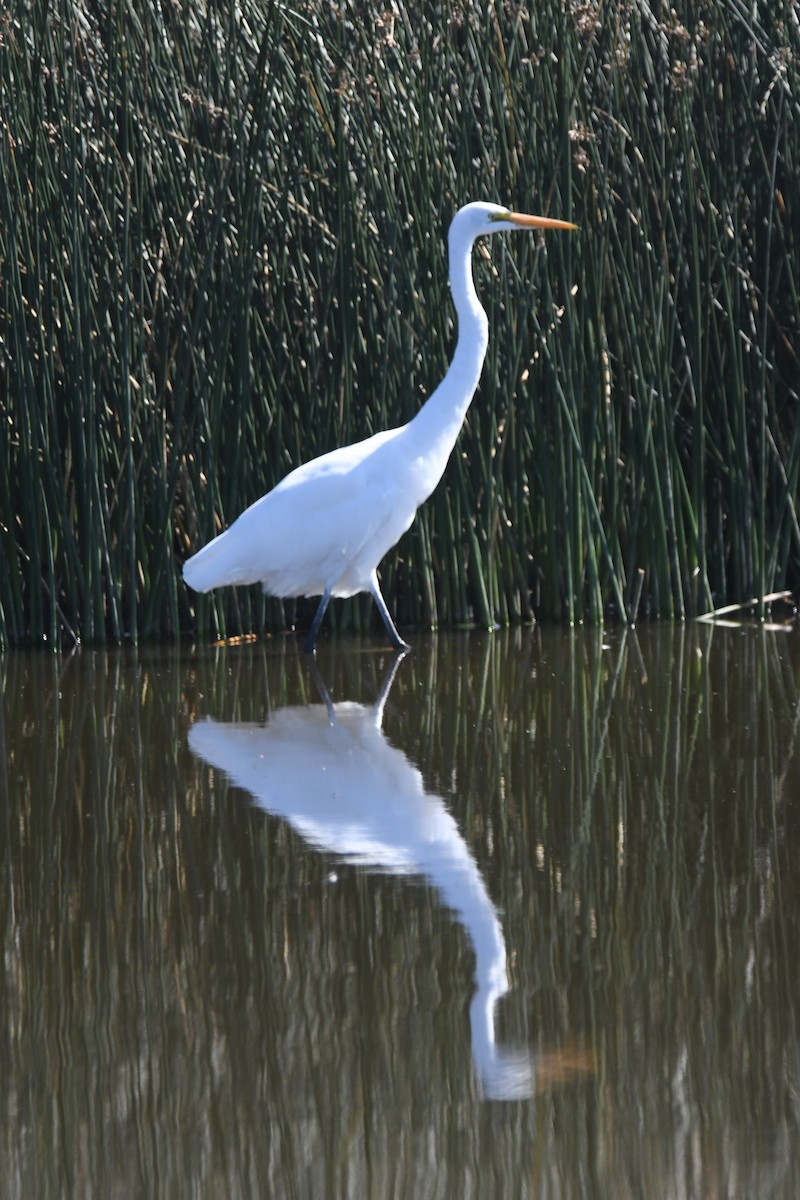 eBird Checklist - 5 Sep 2024 - Frank Lake--NW lookout/blind/outflow ...