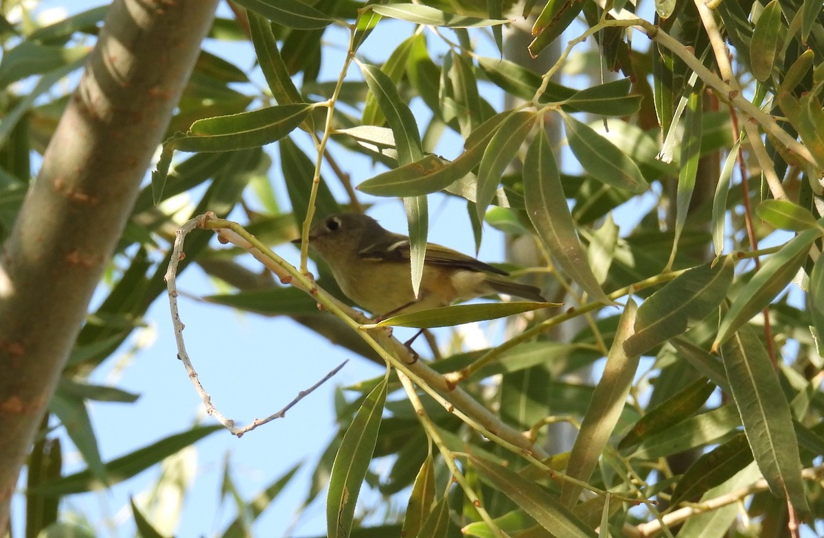 eBird Checklist - 5 Sep 2024 - Piute Ponds (permit required) - 71 ...
