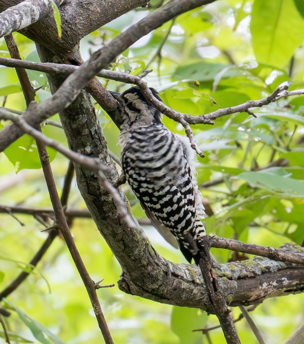eBird Checklist - 5 Sep 2024 - Sun City—Legacy Hills Park (restricted ...