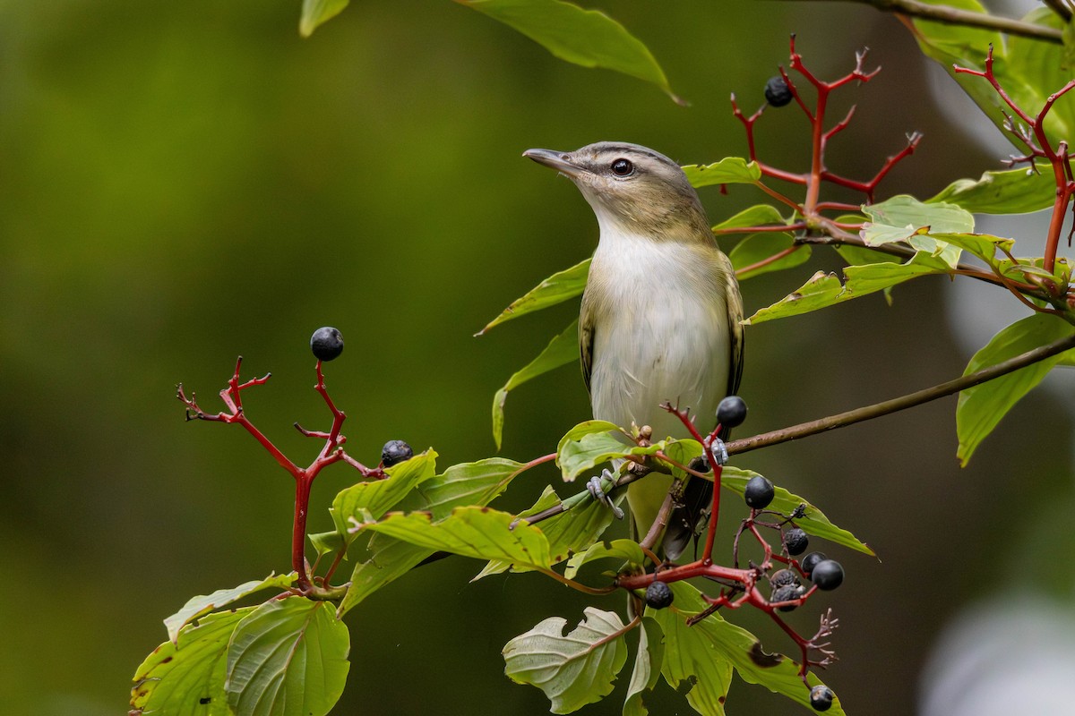 ML623389574 - Red-eyed Vireo - Macaulay Library