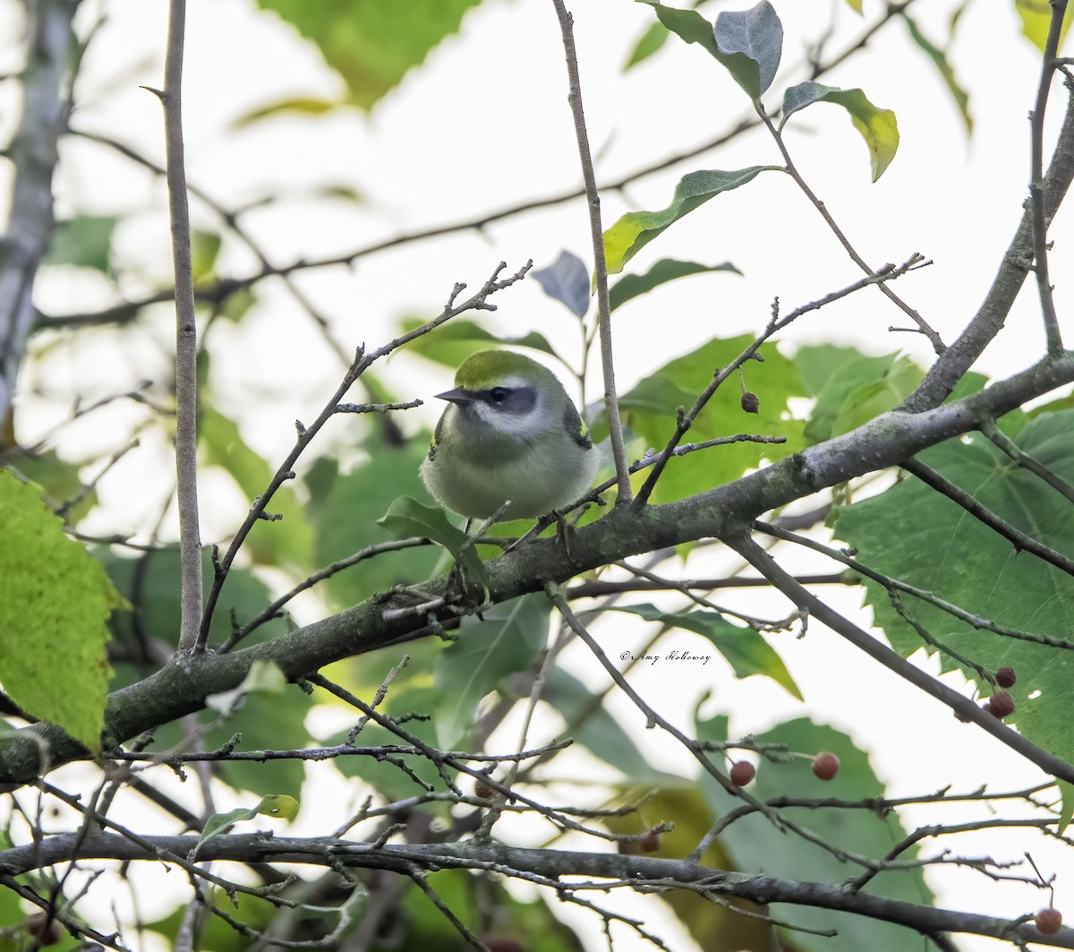 eBird Checklist - 6 Sep 2024 - Killdeer Plains Wildlife Area (Wyandot ...