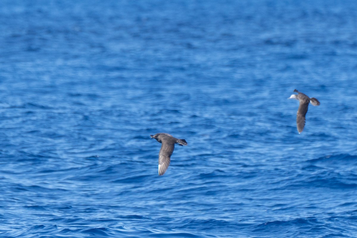 eBird Checklist - 4 Sep 2024 - 宜蘭--南方澳-東澳-南澳海域(Yilan--Nanfang'ao, Dong ...