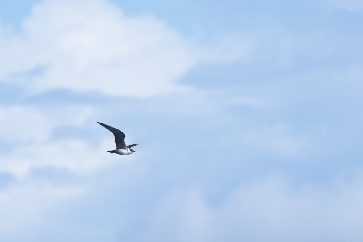 eBird Checklist - 4 Sep 2024 - 宜蘭--南方澳-東澳-南澳海域(Yilan--Nanfang'ao, Dong ...