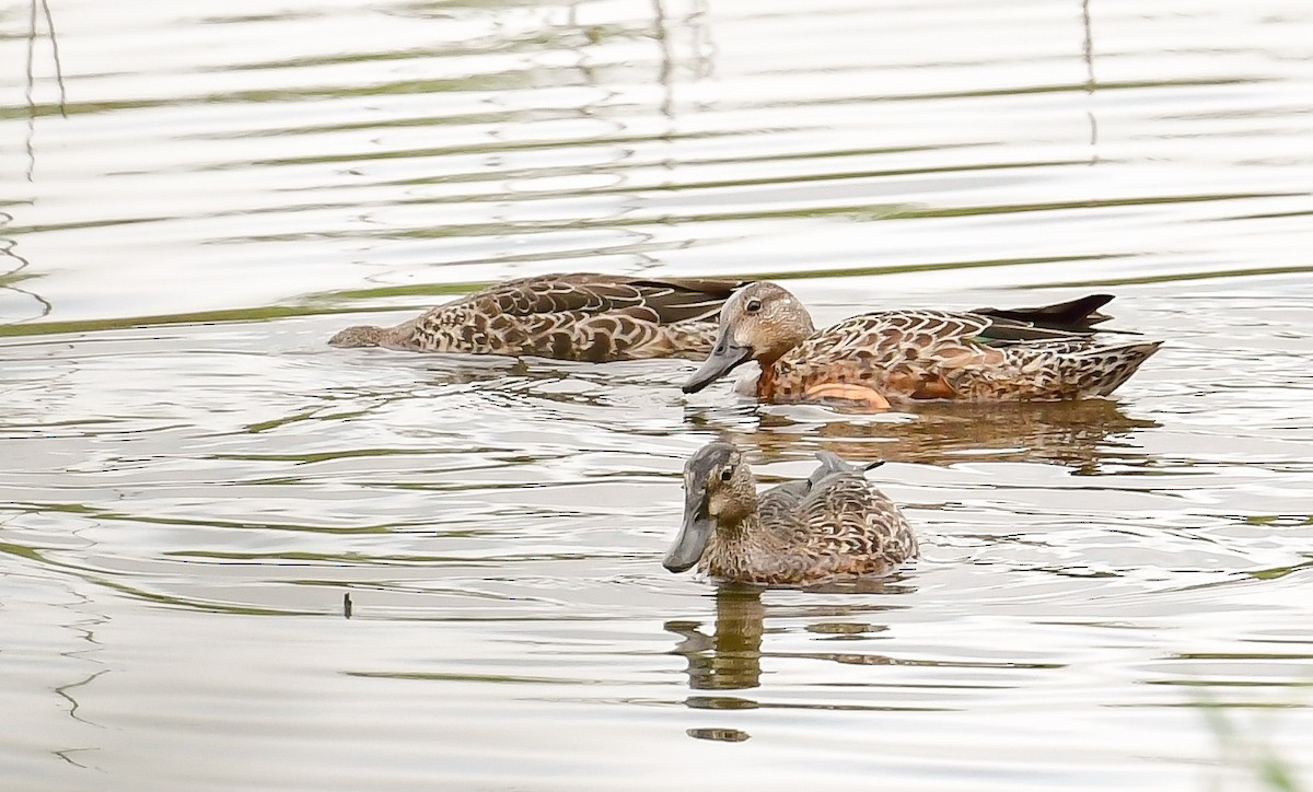 eBird Checklist - 6 Sep 2024 - William H. Kain County Park--Lake Redman ...