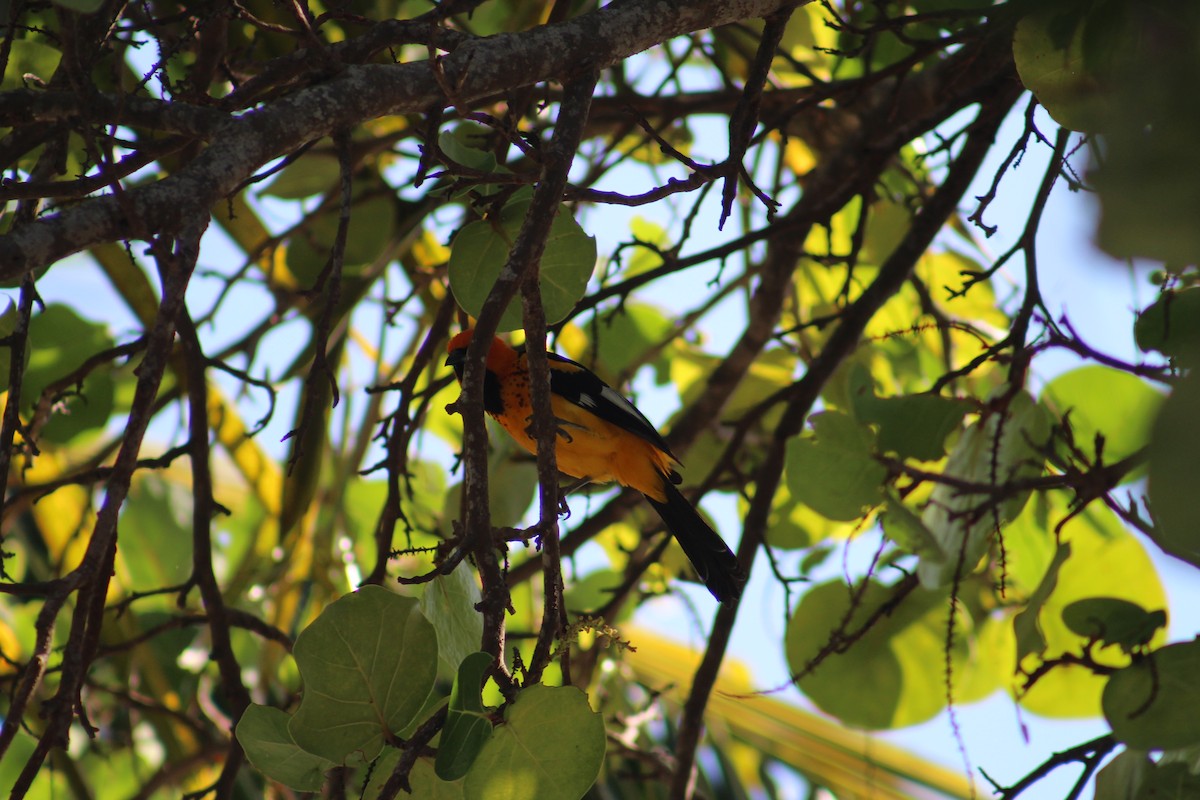 eBird Checklist - 20 Jun 2014 - Key Colony Golf Course - 20 species