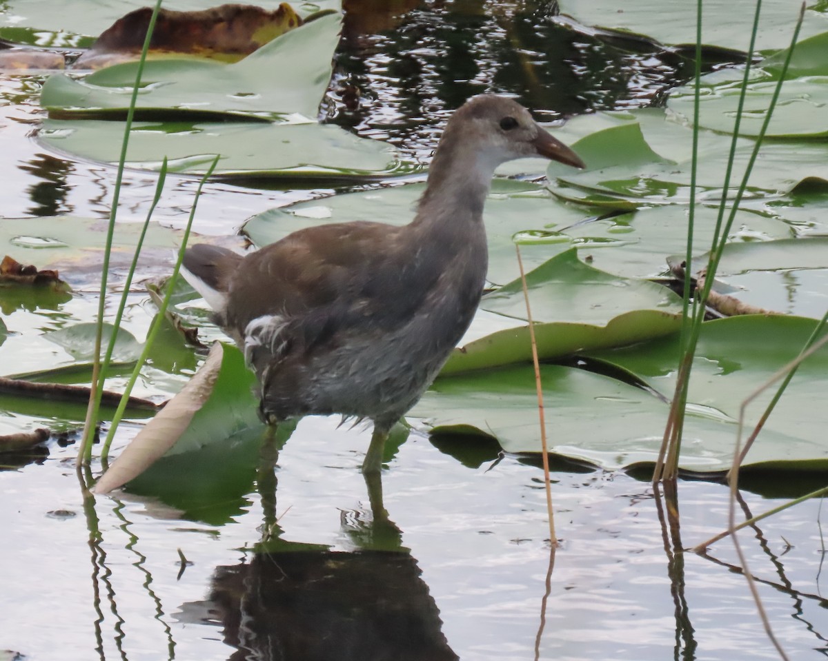eBird Checklist - 6 Sep 2024 - Loxahatchee NWR - 27 species