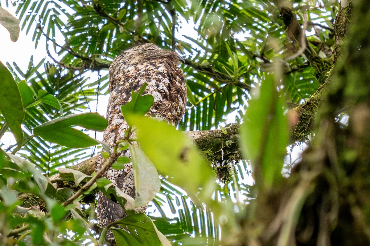 eBird Checklist - 2 Aug 2024 - Flores - 6 species