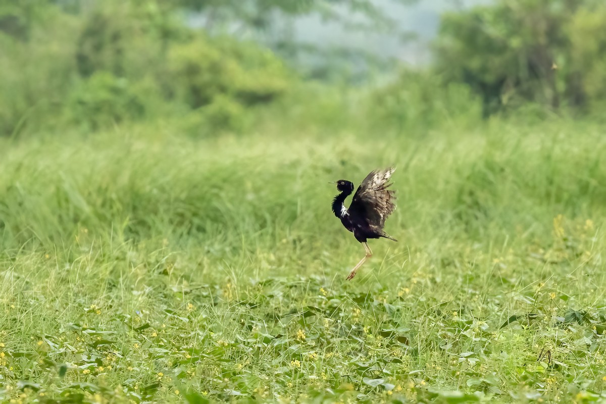 ML623421237 - Lesser Florican - Macaulay Library