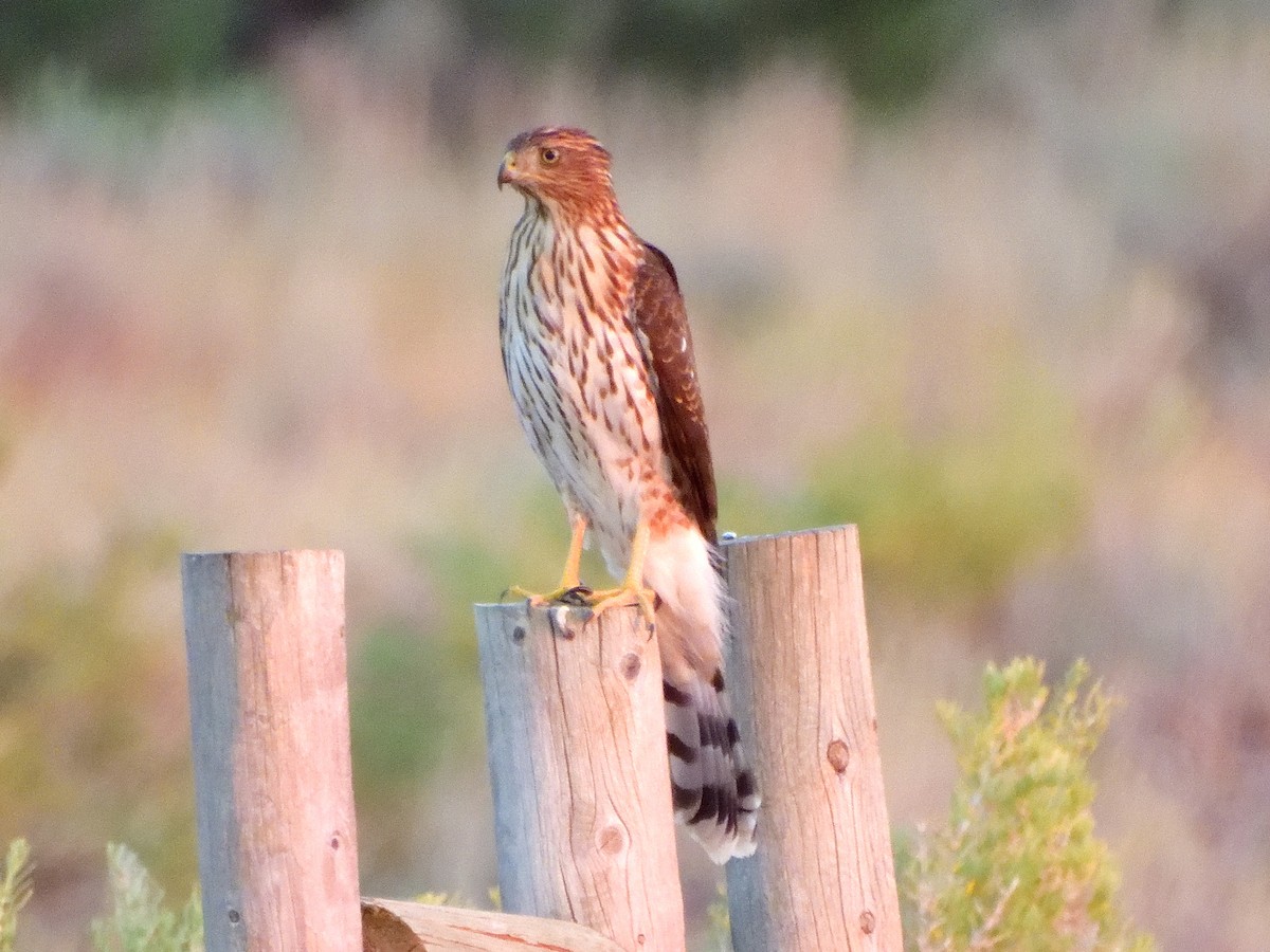 eBird Checklist - 6 Sep 2024 - Old HWY 85 - 2 species