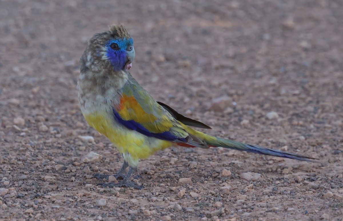 eBird Checklist - 7 Sep 2024 - Nullarbor National Park, Nullarbor AU-SA ...