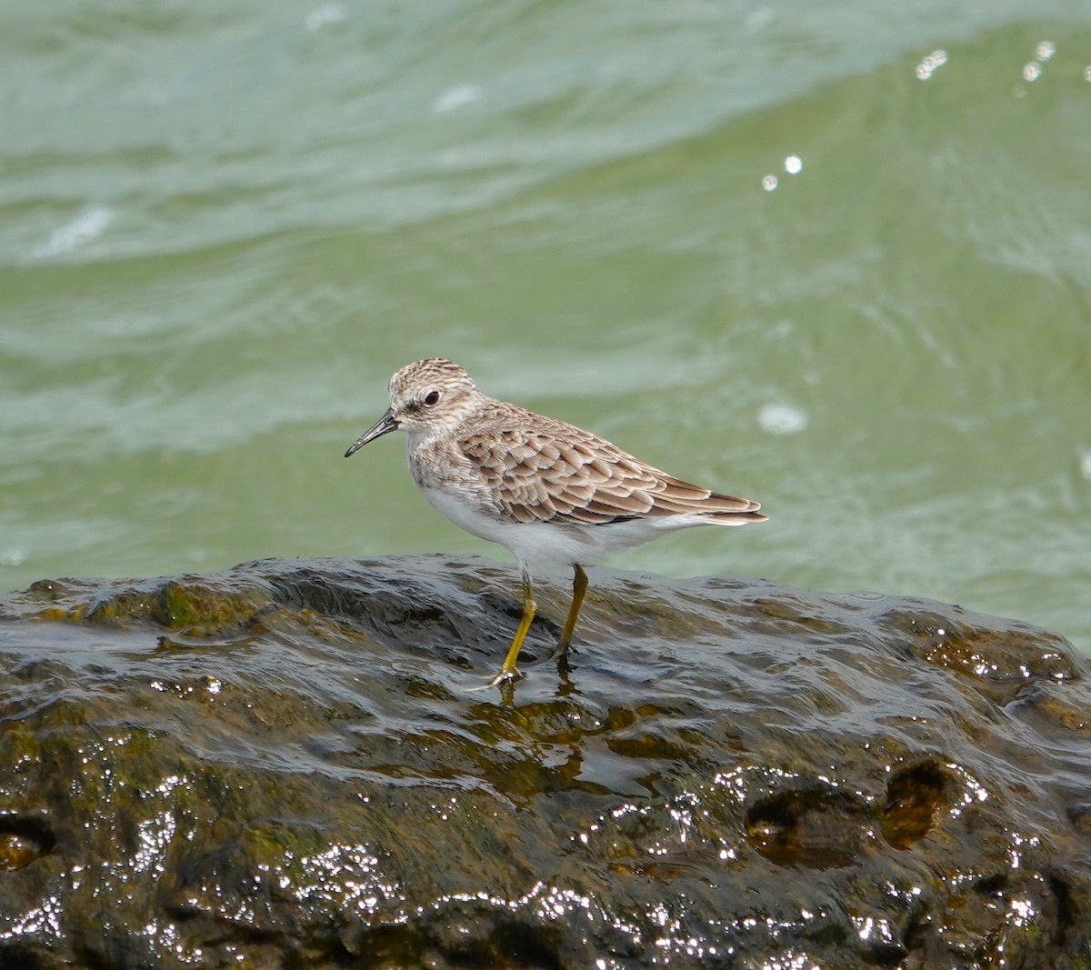 eBird Checklist - 6 Sep 2024 - Morgan's Point - 25 species