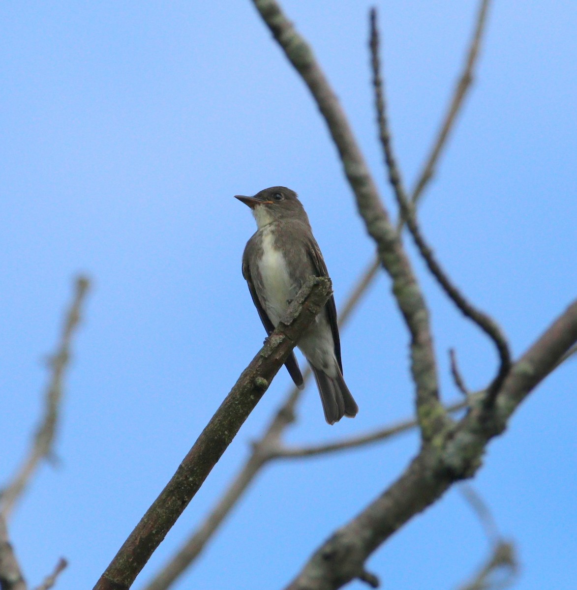 eBird Checklist - 7 Sep 2024 - Whiting Rd. Nature Preserve - 17 species