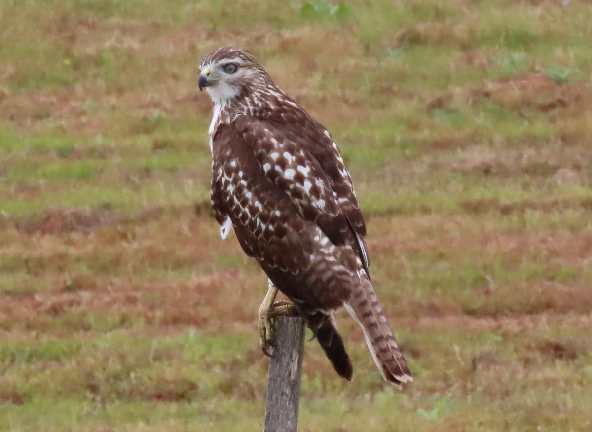 Pennsylvania Bird Atlas Checklist - 7 Sep 2024 - Moyer Road - 1 species