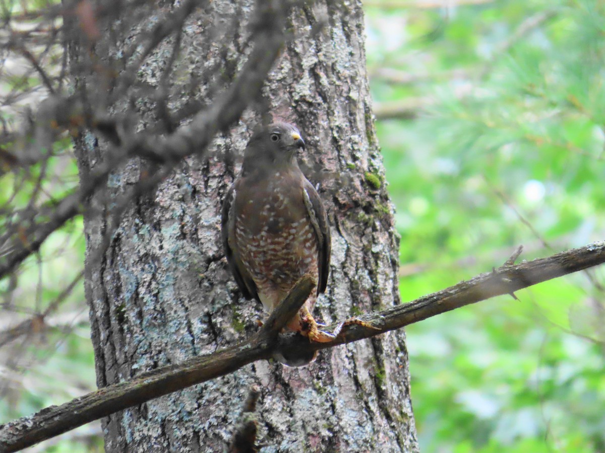 eBird Checklist - 7 Sep 2024 - Quabbin Reservoir--Gate 35 - 30 species