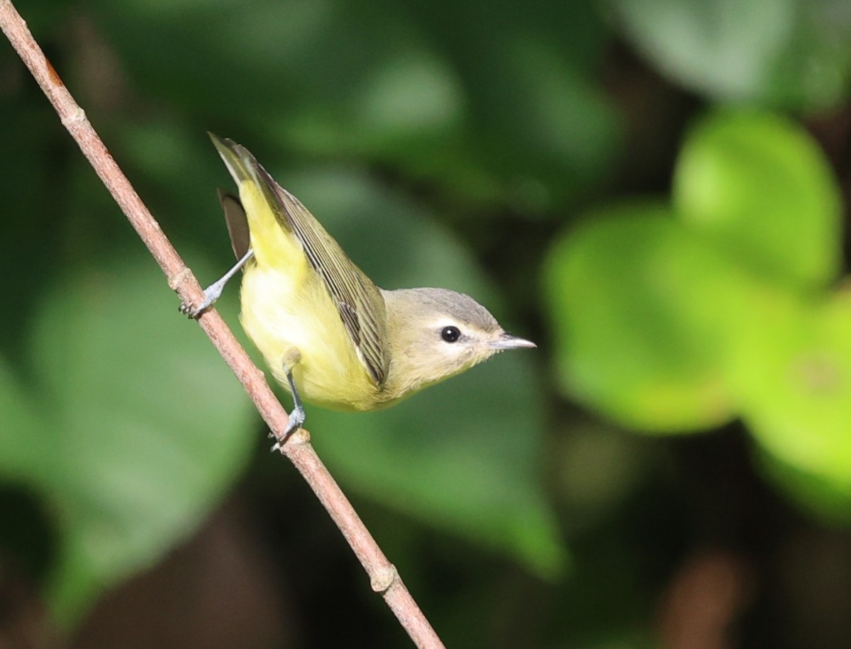 eBird Checklist - 8 Sep 2024 - Wangunk Meadows WMA - 32 species
