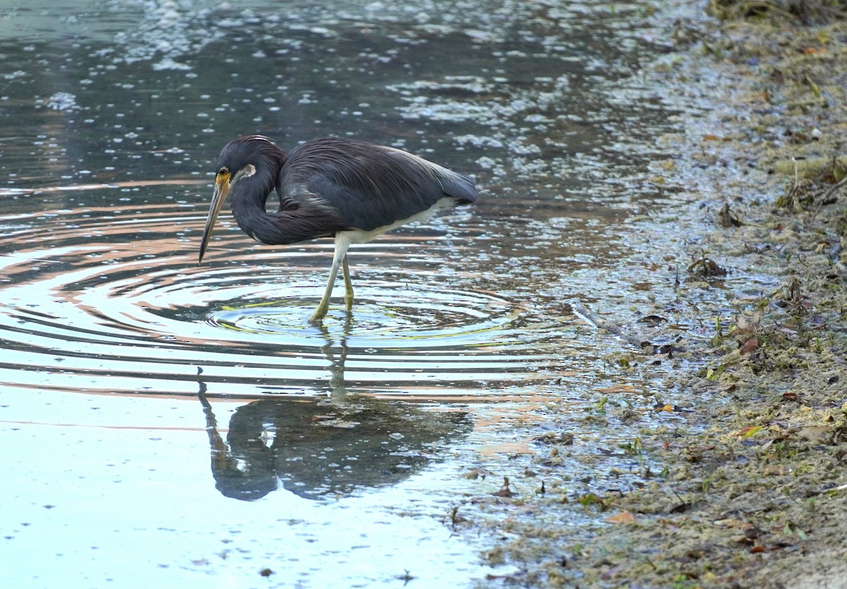 eBird Checklist - 8 Sep 2024 - Wild Lime Lake - 31 species