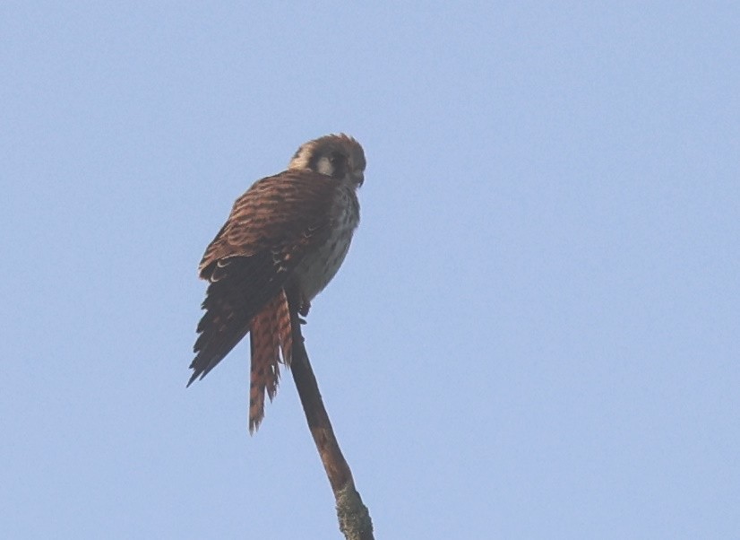 eBird Checklist - 8 Sep 2024 - Wangunk Meadows WMA - 34 species (+1 ...