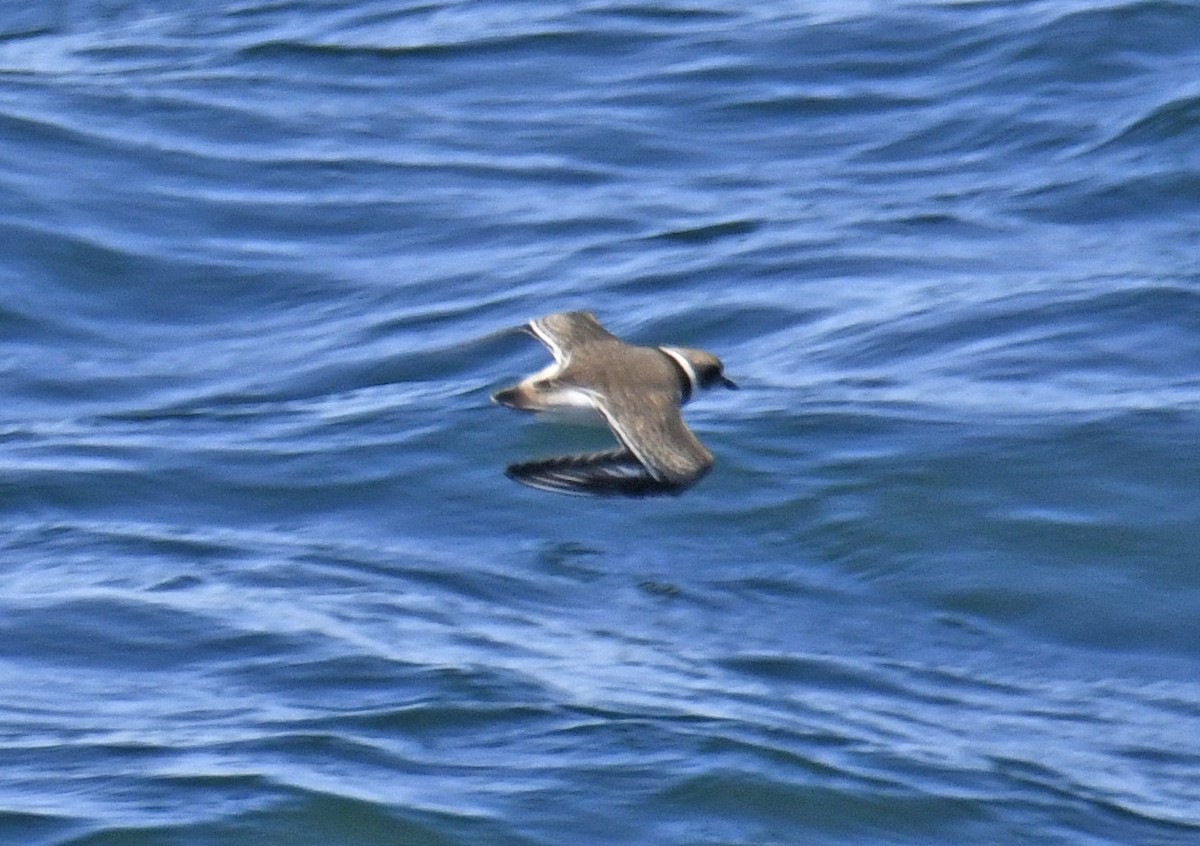 eBird Checklist - 3 Sep 2024 - New Hampshire Waters between Isles of ...
