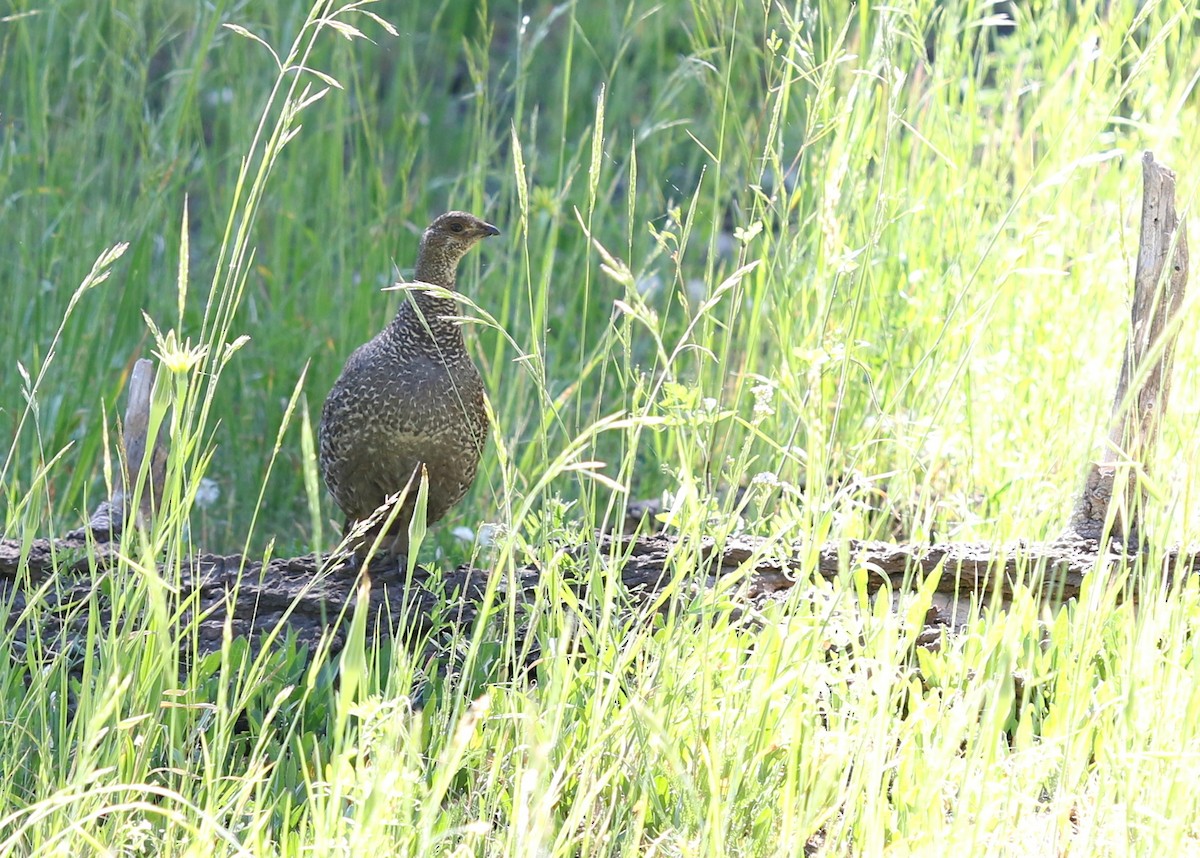 eBird Checklist - 4 Jul 2024 - Pepperdine Campground - 32 species