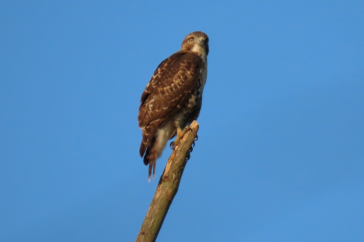 Pennsylvania Bird Atlas Checklist - 4 Sep 2024 - Angora Fruit Farm - 23 ...
