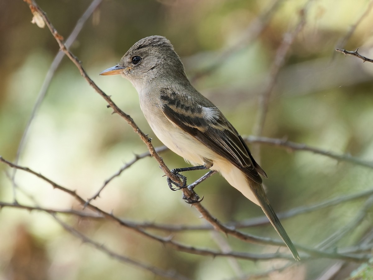 eBird Checklist - 8 Sep 2024 - Riparian Preserve at Gilbert Water Ranch ...