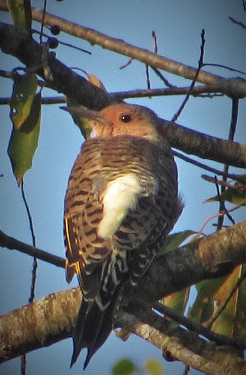 Pennsylvania Bird Atlas Checklist - 9 Sep 2024 - Mingo East Upland ...