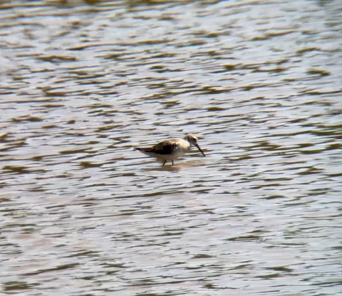 Pennsylvania Bird Atlas Checklist - 9 Sep 2024 - Glenville Farm Pond (roadside access only) - 10 ...
