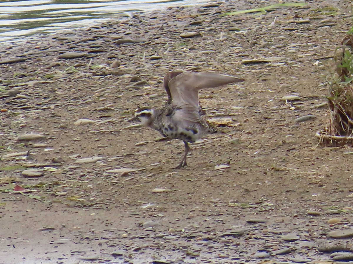 Pennsylvania Bird Atlas Checklist - 6 Sep 2024 - Presque Isle SP--Gull Pt. - 30 species (+1 ...