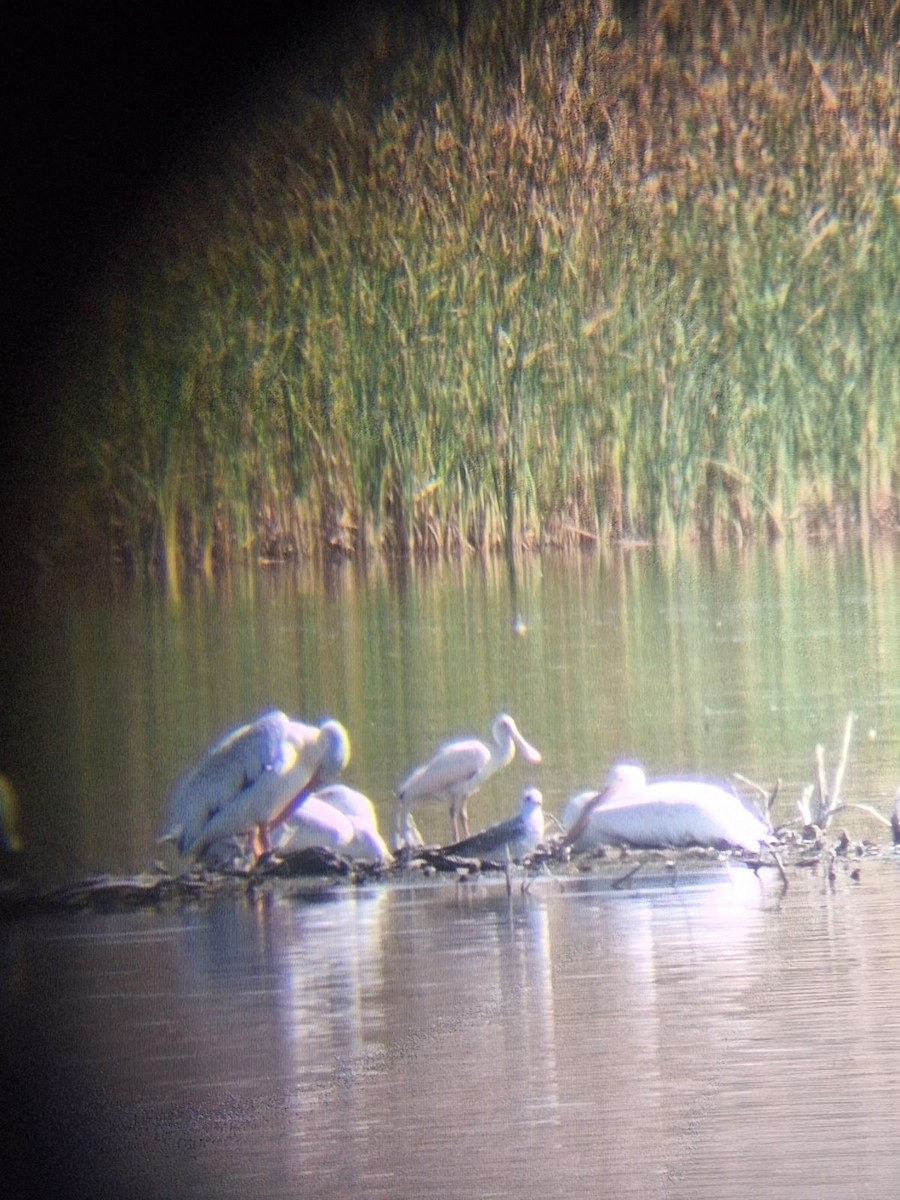 eBird Checklist - 9 Sep 2024 - Wabuska geothermal plant - 31 species