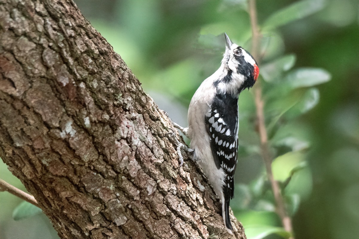 eBird Checklist - 8 Sep 2024 - My Wildlife Sanctuary - 22 species