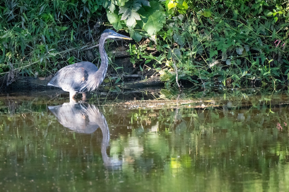 eBird Checklist - 10 Sep 2024 - Shaw's Bridge Park - 34 species