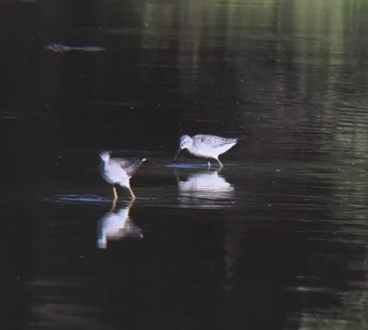 Pennsylvania Bird Atlas Checklist - 10 Sep 2024 - Glenville Farm Pond (roadside access only ...