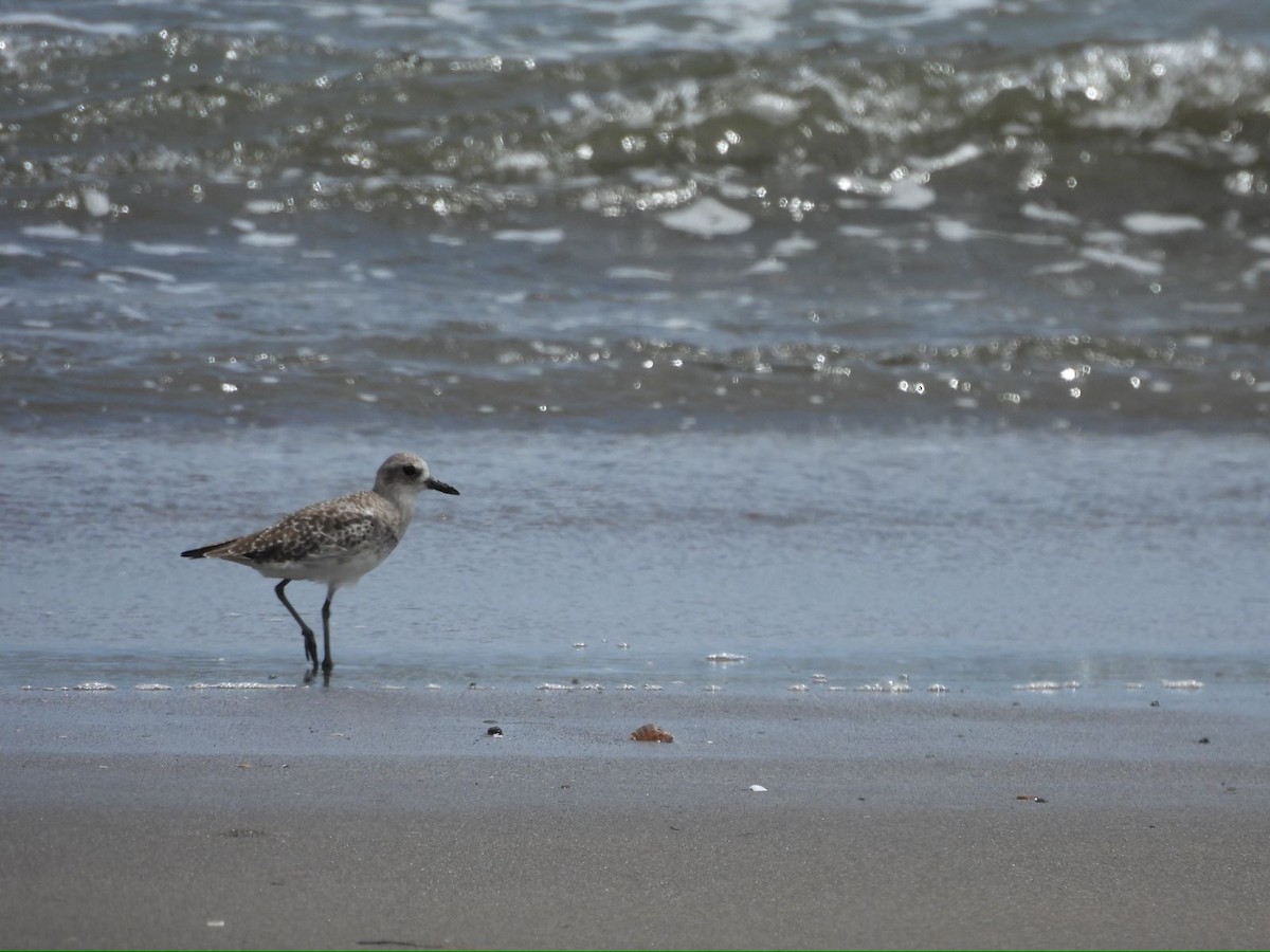 eBird Checklist - 8 Sep 2024 - Rocas De Playa Las Comadres - 9 species
