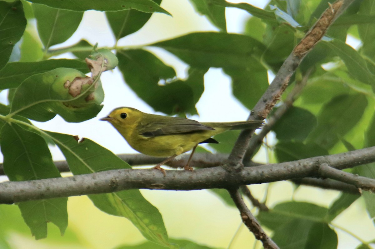 eBird Checklist - 9 Sep 2024 - Lake Decatur--Ivy Hill Park and ...