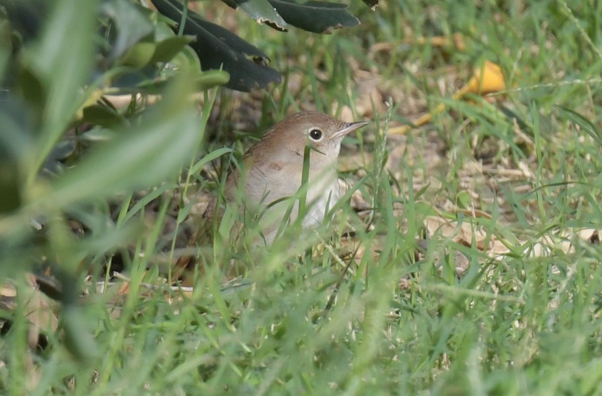 Common Nightingale - Luscinia megarhynchos - Media Search - Macaulay Library and eBird