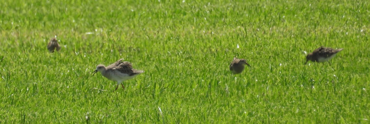 ML623599989 - Ruff - Macaulay Library