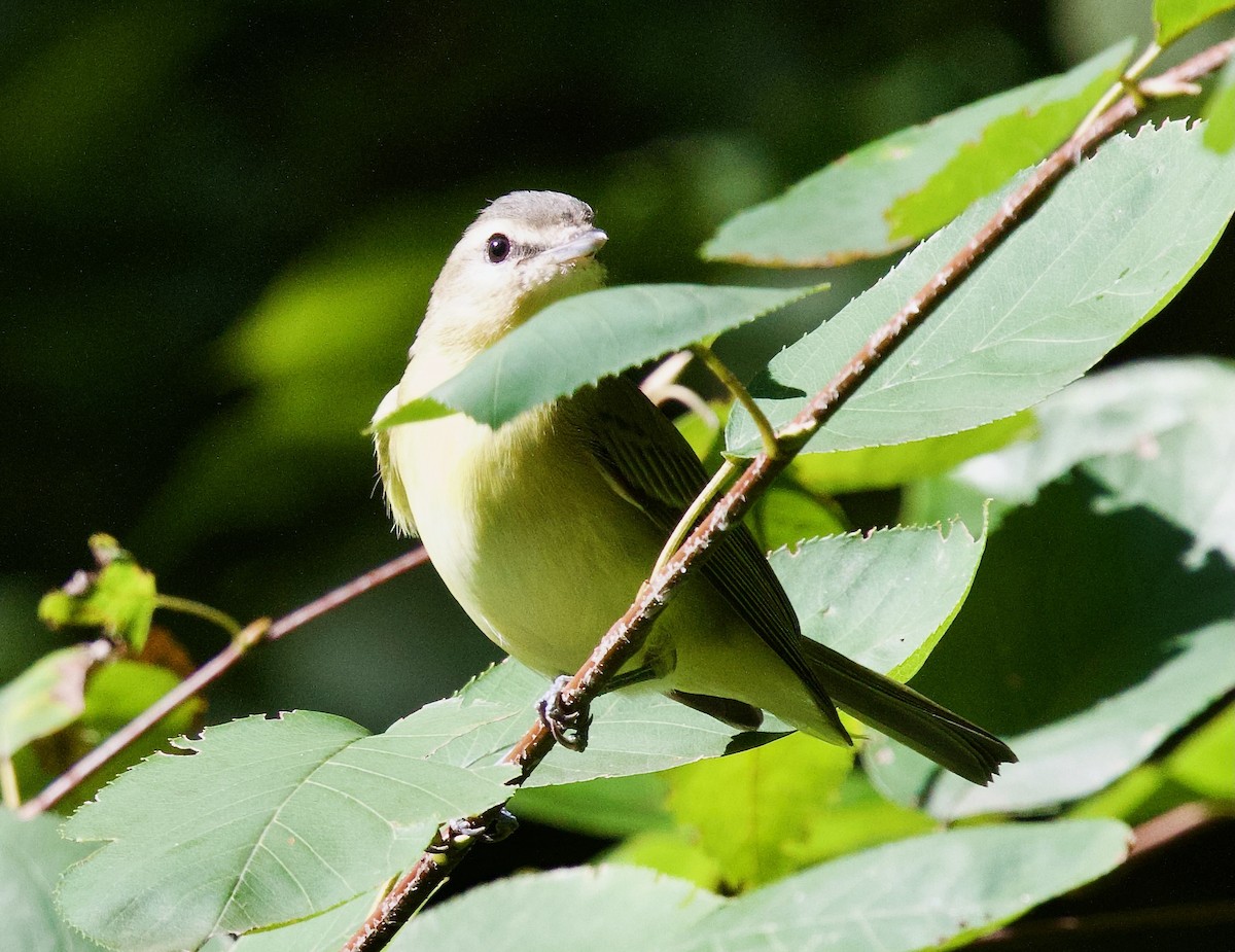 eBird Checklist - 11 Sep 2024 - Garret Mountain Reservation (Park) - 35 ...