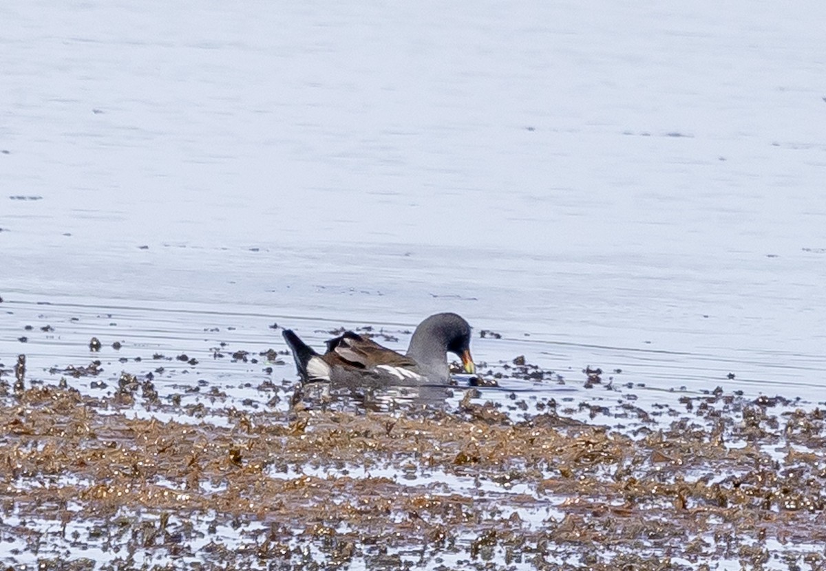 eBird Checklist - 10 Sep 2024 - State Game Lands 214--Hartstown Marsh ...