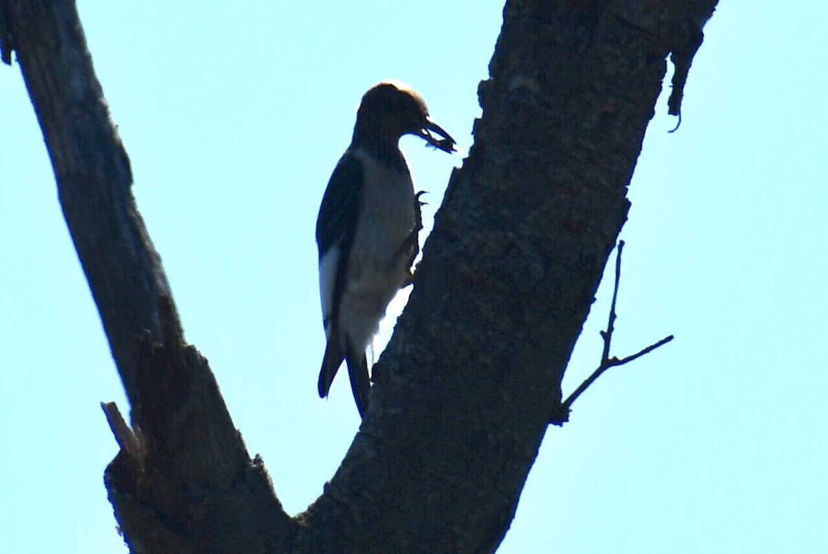 eBird Checklist - 11 Sep 2024 - Island Beach SP (please consider using more specific locations ...