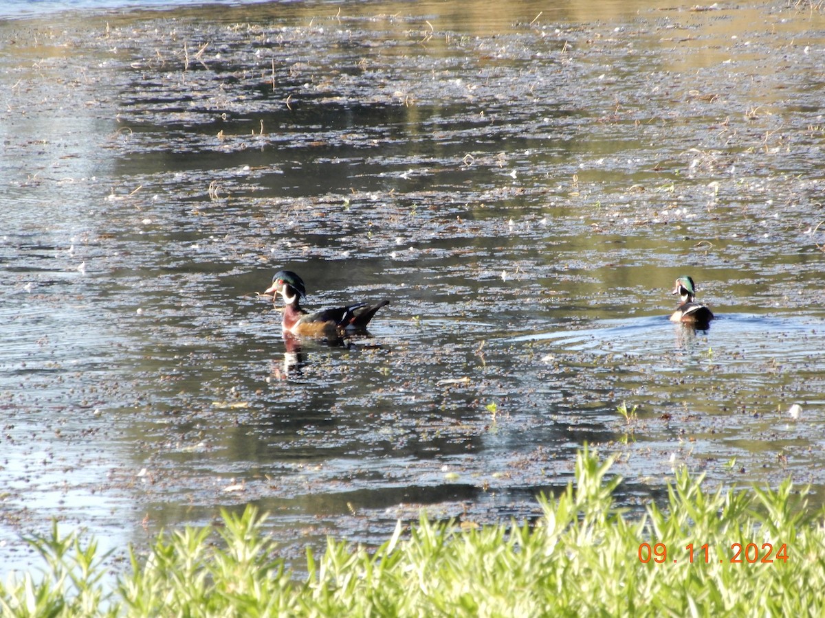 eBird Checklist - 11 Sep 2024 - American River Parkway behind condo ...