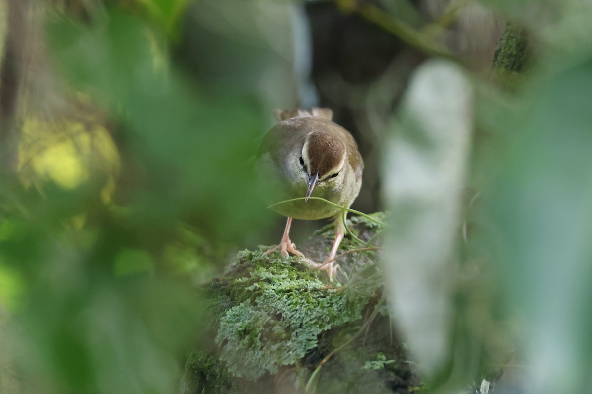 eBird Checklist - 12 Sep 2024 - Loxahatchee NWR - 20 species