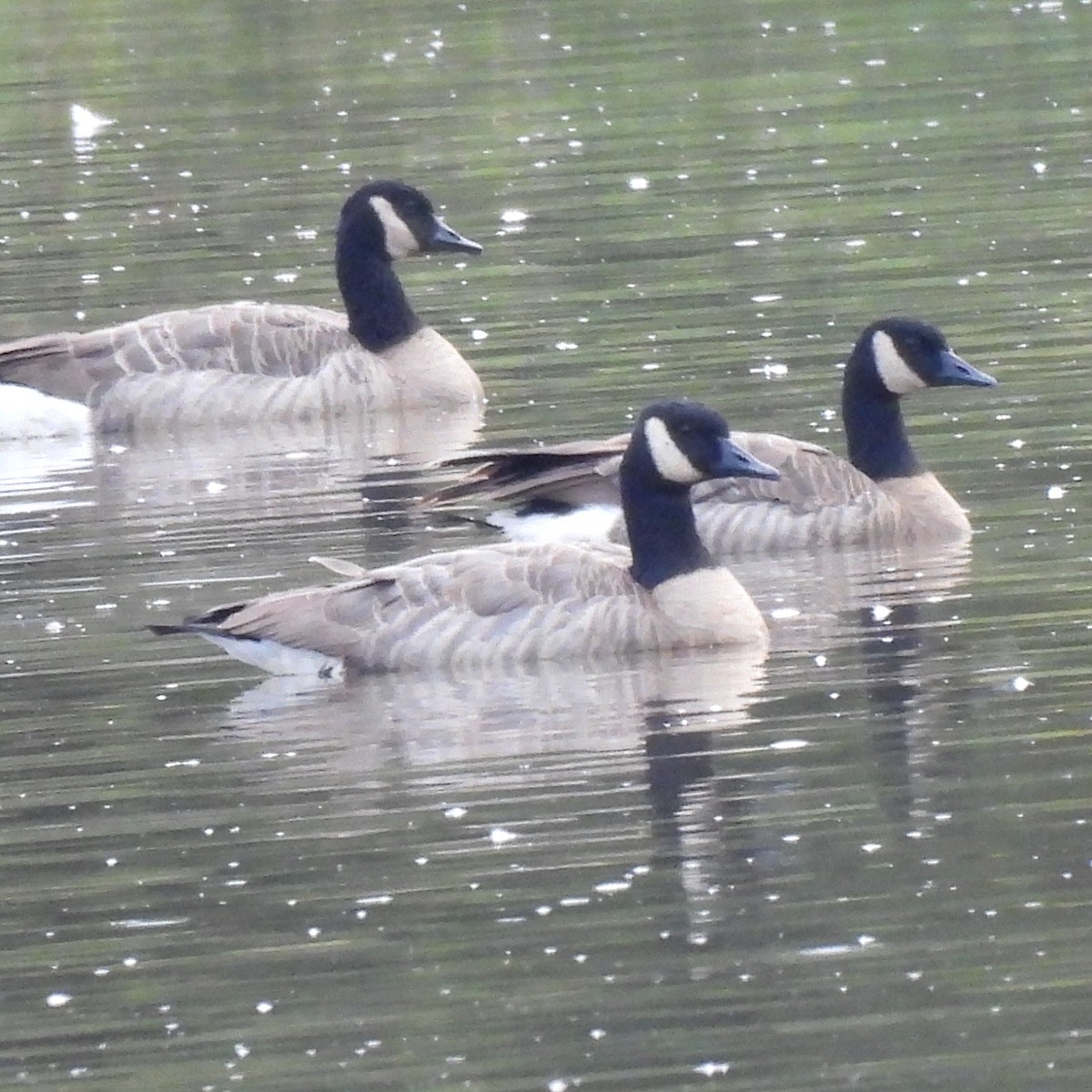 eBird Checklist - 12 Sep 2024 - Baskett Slough NWR--Parvipes Marsh - 31 ...