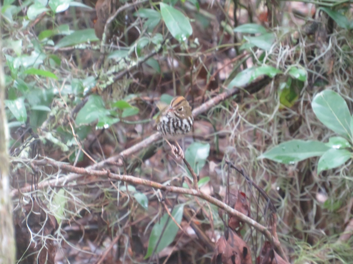 eBird Checklist - 12 Sep 2024 - Cora C. Harrison Preserve - 19 species